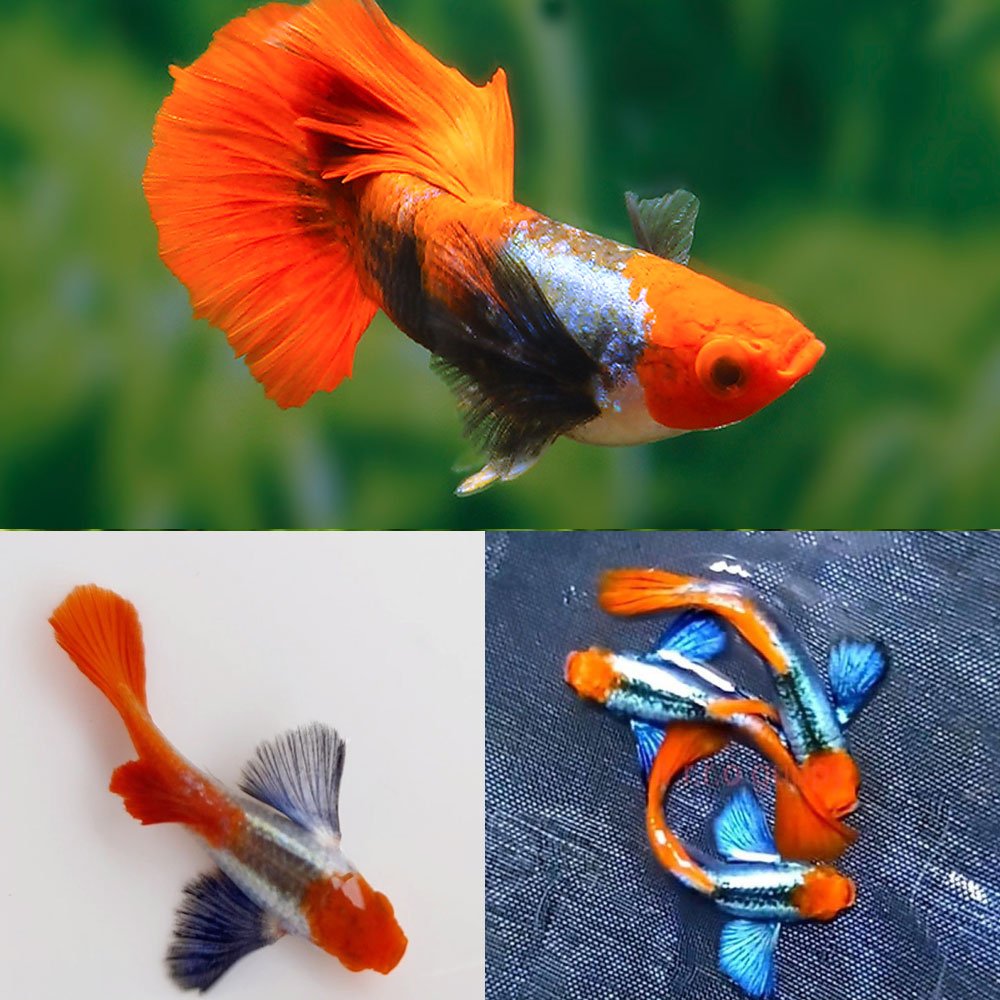 Platinum Koi Dumbo Ear – A Betta Fish