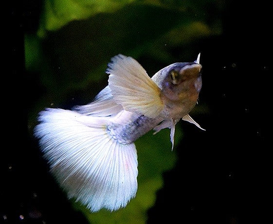 Platinum White Dumbo Guppy – A Betta Fish
